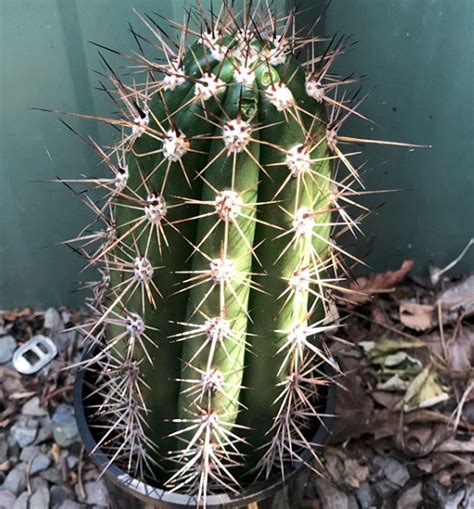 Trichocereus Werdermannianus Cactus Seeds Cactus Kingdom