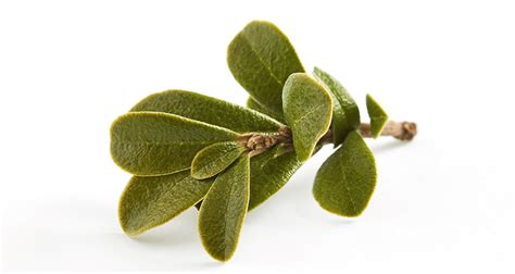 Uva Ursi Natures Sunshine Products Of Australia Uva Ursi Natures Sunshine Products Of Australia