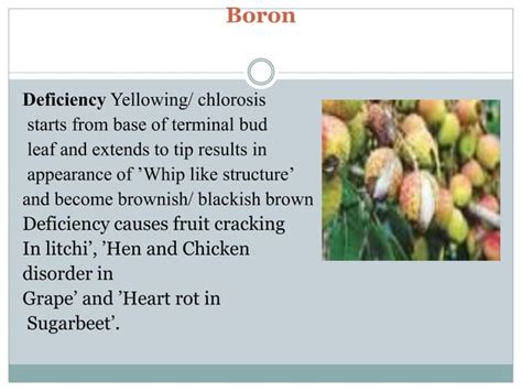 Essential Plant Nutrients Ppt Pptx Agriculture Industries