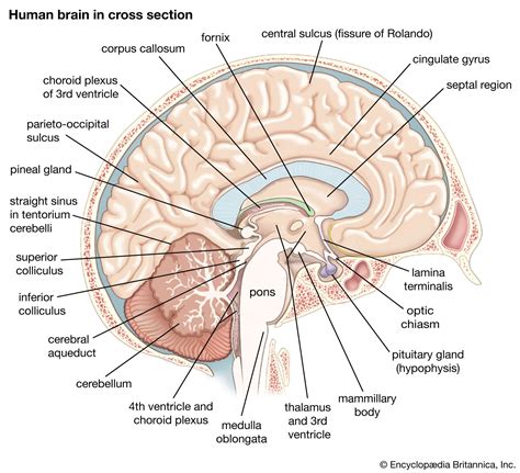 Thalamus Definition Anatomy Function And Disorders Britannica