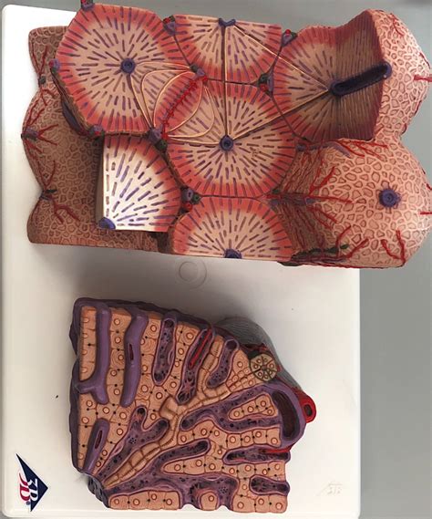 Microanatomy Of The Liver Diagram Quizlet