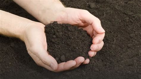 Function Of Cotton Wool In Soil Experiment At Norris Carrico Blog