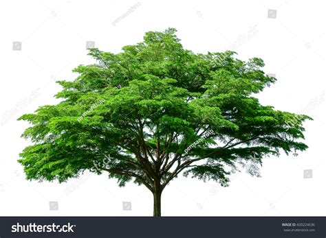 Tree Isolated On White Background Stock Photo 600224636 Shutterstock