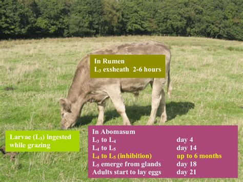 Ostertagia Ostertagi Life Cycle Transmission And Parasitic Stages