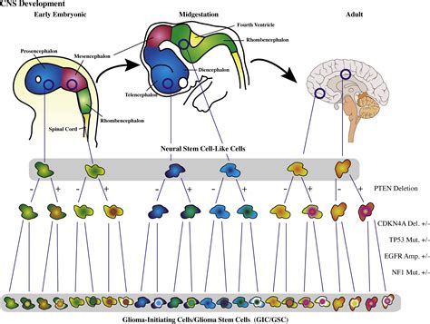 Glioma Stem Cells Not All Created Equal Cancer Cell