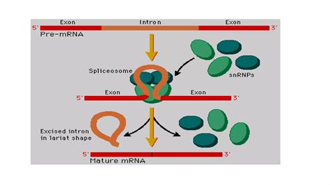 Post Transcriptional Modification Pptx Chemistry Science