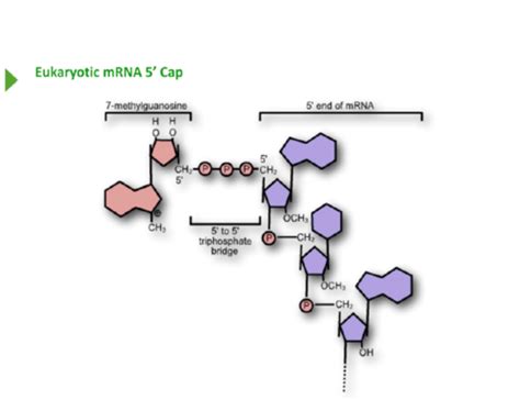 Rna Modifications Flashcards Quizlet