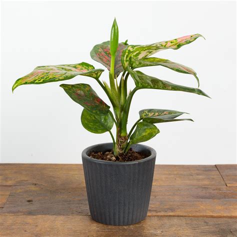 Aglaonema ‘ruby Ray Urban Sprouts