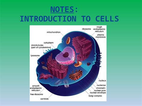 Pptx Notes Cell Discovery History Of Cells Robert Hooke Uses Microscope To Look At Cork