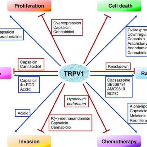 Trpv1 Signaling Pathways In Cancer Cell Proliferation Cell Death Download Scientific Diagram