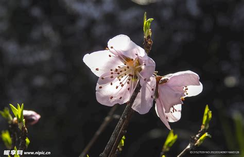 梨花高清摄影大图摄影图花草生物世界摄影图库昵图网