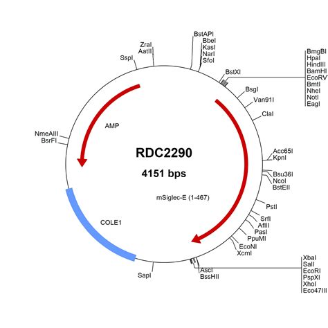 Siglec E Products Bio Techne