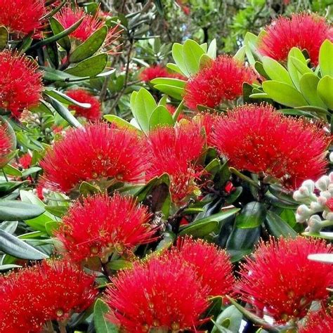 Metrosideros Excelsa Alvarez Nursery