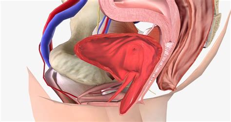 Premium Photo Grade 3 Describes A Cystocele In Which The Bulge Passes