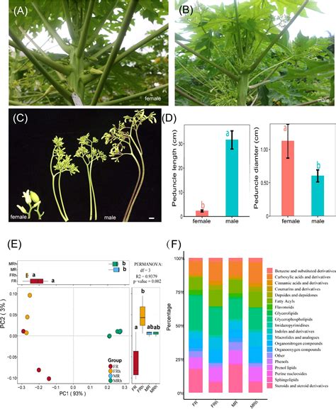 Frontiers Sex Based Metabolic And Microbiota Differences In Roots And