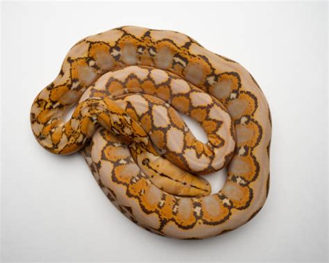 Alani 375 Jampea 125 Sd Orange Glow Het Anery Reticulated Python