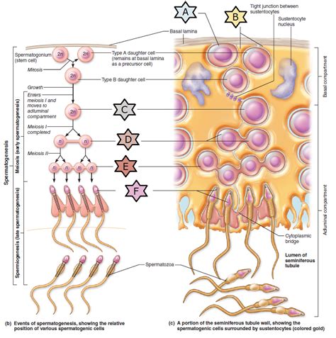 Spermatogenesis Slide Labeled