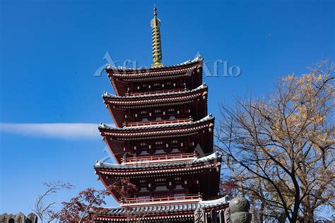 本土寺の紅葉 千葉県 松戸市 176152809 の写真素材 アフロ