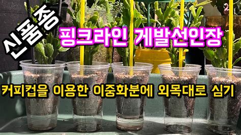 게발선인장 신품종 핑크라인 커피컵을 이용한 이중화분에 외목대로 심기 여름철 물관리 개체수늘리기 외목대