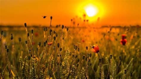 Sun Light Landscape Sunset Flowers Nature 1366x768 Wallpapers From