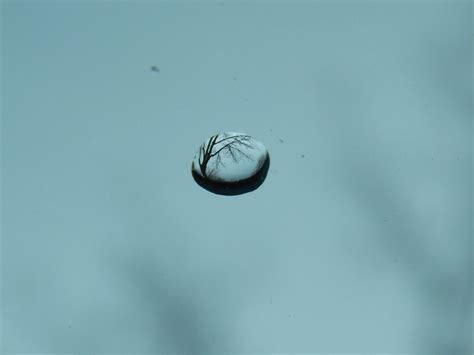 Tree Drop Smithsonian Photo Contest Smithsonian Magazine