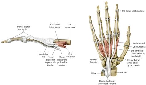 Dorsal Thumb Anatomy