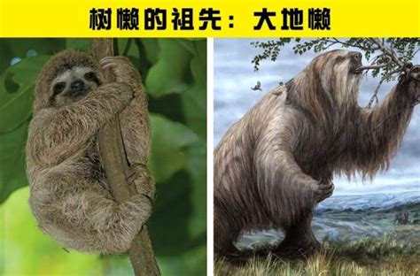 动物祖先图片大全 动物的祖先长什么样子 配图网