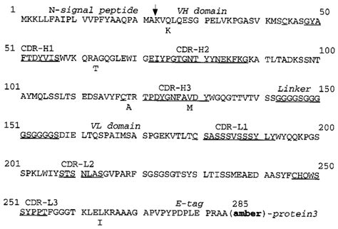 Amino Acid Sequence Of Scfv B7 The Amino Acid Sequence Of The Scfv B7 Download Scientific