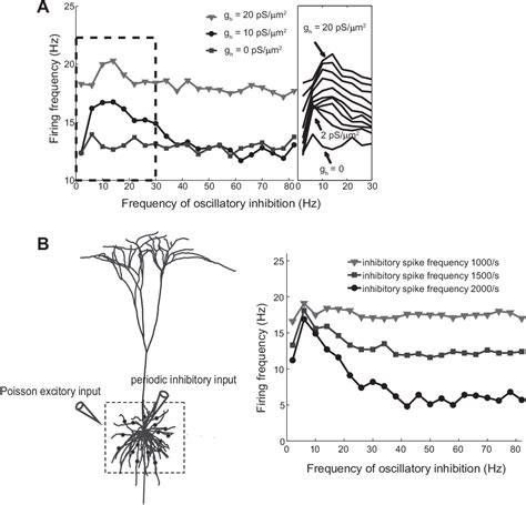 Figure 4 From Control Of Layer 5 Pyramidal Cell Spiking By Oscillatory