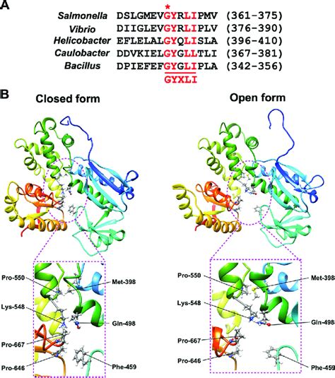 Role Of A Highly Conserved Gly 368 Residue Of Flha In Dynamic Domain Download Scientific