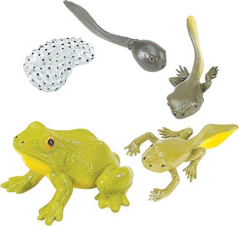 Bullfrog Life Cycle Models Set Hot Sex Picture