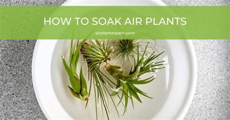 How To Get Air Plants To Bloom Flowering Tillandsia Air Plant Expert