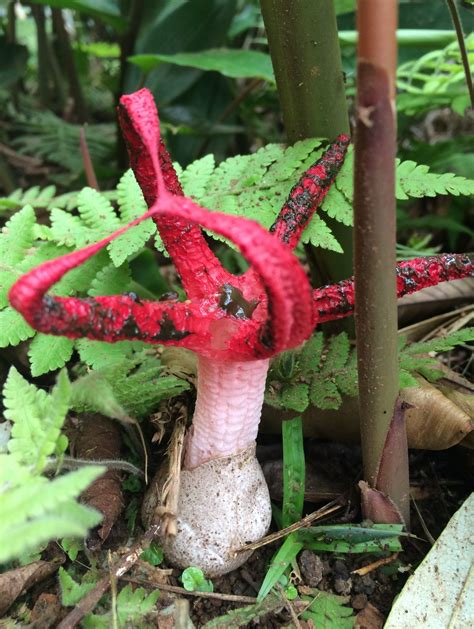 Is Stinkhorn Fungus Dangerous