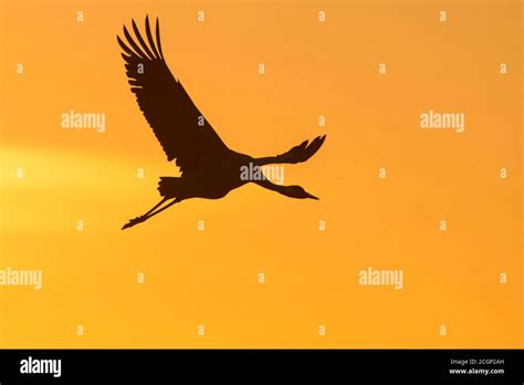 Silhouette Crane Grus Grus Flying At Sunrise Bird Migration