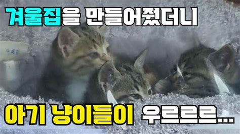 마당냥로그1 아기 고양이들이 이사왔어요 고양이 겨울집을 만들어준 뒤 생긴 놀라운 변화 전원주택 마당냥이들 양평