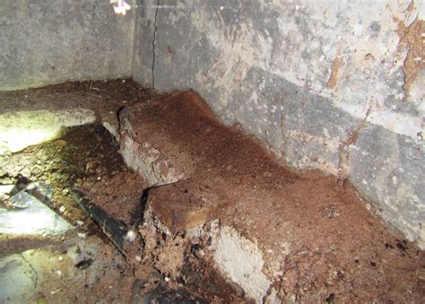 Chronic Nuisance Carpenter Ants