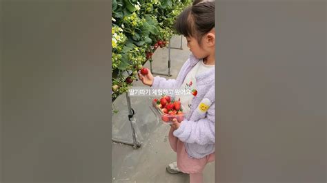 딸기따기 체험하고 왔어요🍓 Youtube