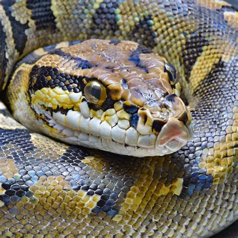 Premium Ai Image Close Up Of A Python