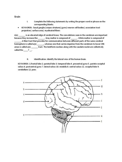 Module 7 Activity Pdf Spinal Cord Cerebrum