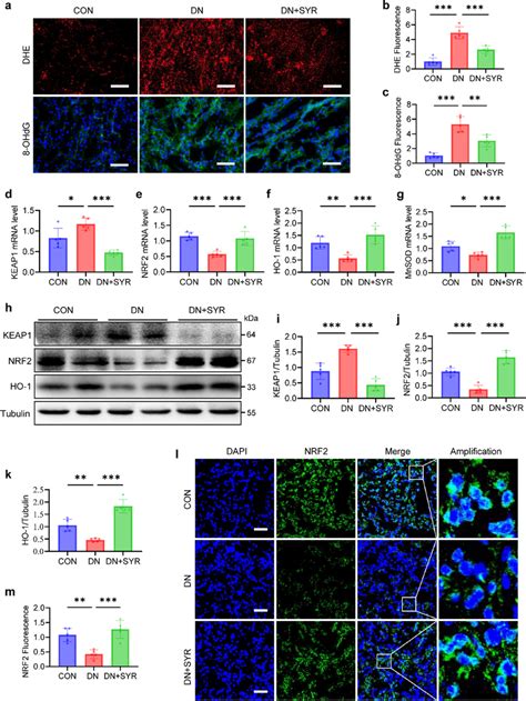 Syringaresinol Ameliorated Ros Overproduction By Activating Nrf2 Download Scientific Diagram