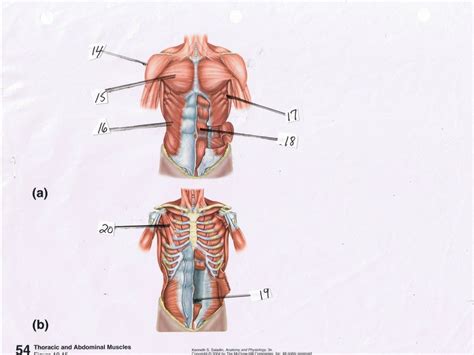 Lab Test Part 6 A P 1 Diagram Quizlet