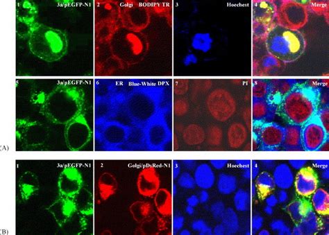 Subcellular Localization And Membrane Association Of Sars Cov 3a Protein Pmc