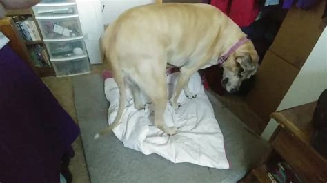 Katie And Her Blanket By CherokeeGal On DeviantArt