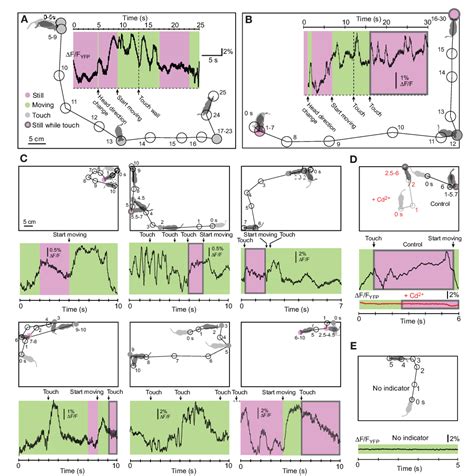 Figure 7 From Frontiers In Neural Circuits Neural Circuits Methods Article Semantic Scholar