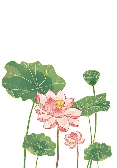 绿色荷花荷叶夏天夏至手绘图
