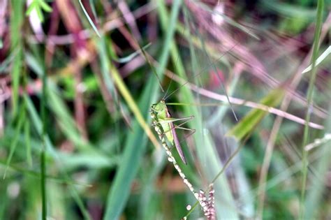 Premium Photo Close Up Of Insect On Twig