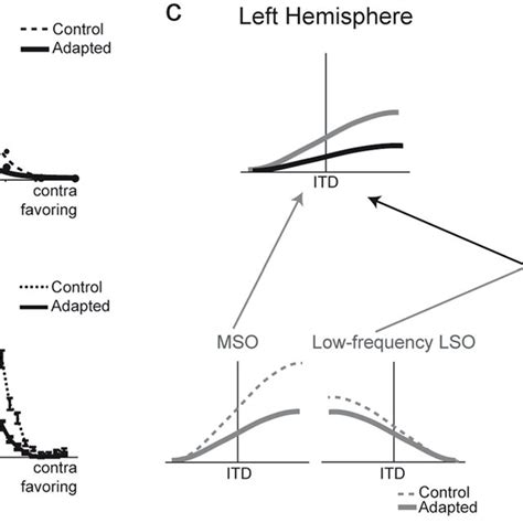 Neuronal Coding Adapts To Stimulus History Ab Firing Rates Of Both