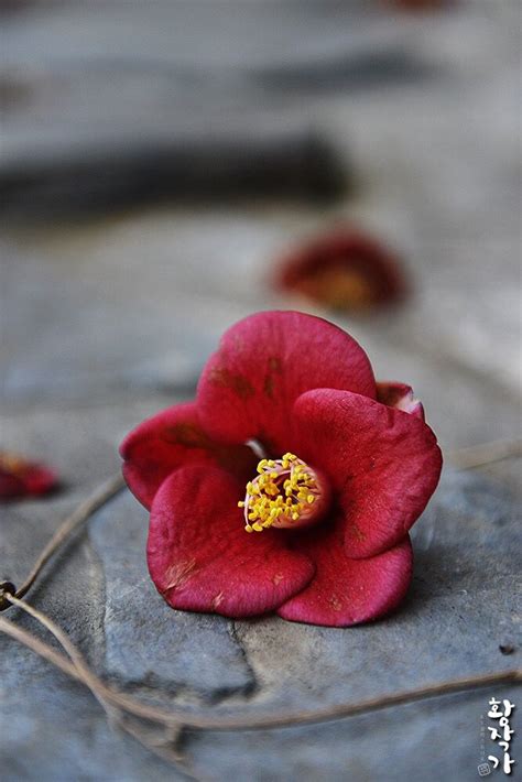 지심도에서 찍은 동백꽃