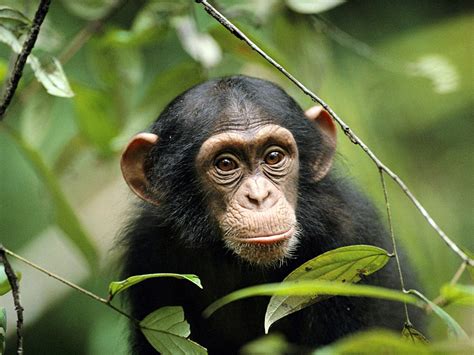 Chimpanzee Wallpapers Top Free Chimpanzee Backgrounds Wallpaperaccess