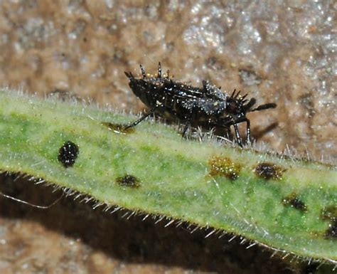 Tiny Black Spikey Bug Immature Bugguide Net